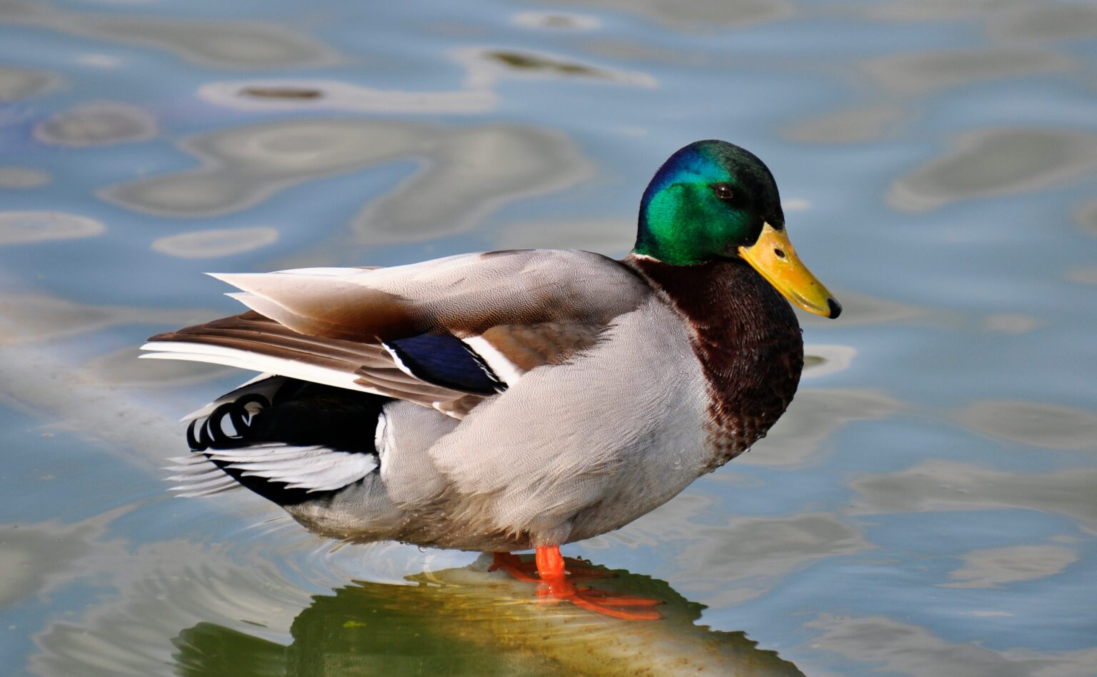 'The Duck Song': a critical review - Hillsdale Collegian